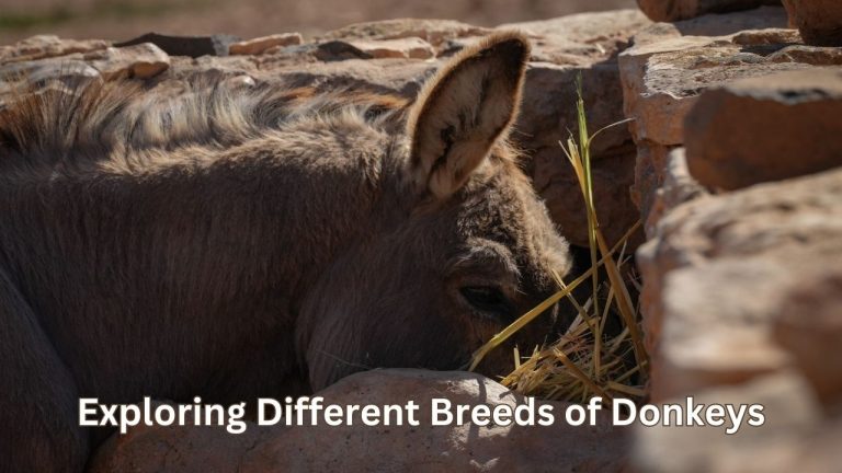 Donkey - the reasons to love a donkey